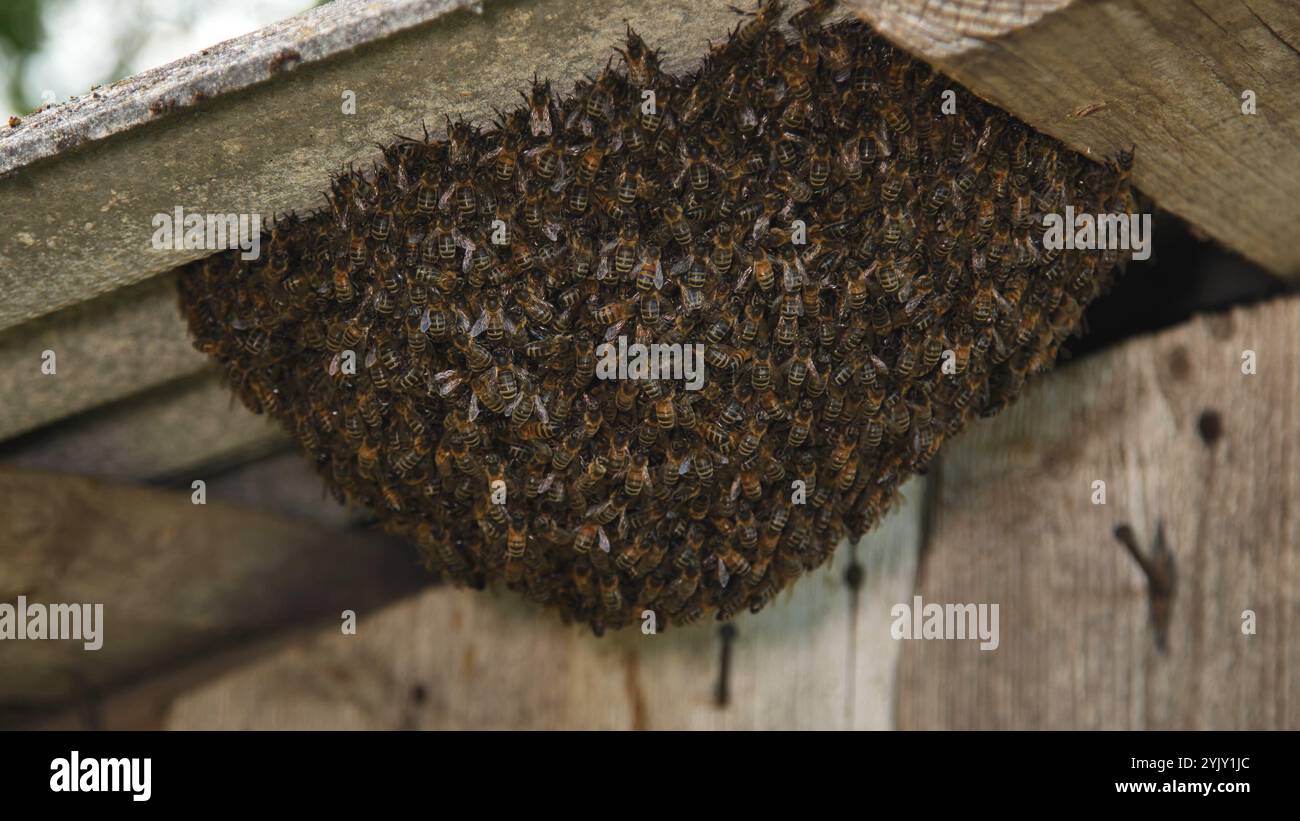 European honey bees building honeycomb under a wooden roof in nature ...