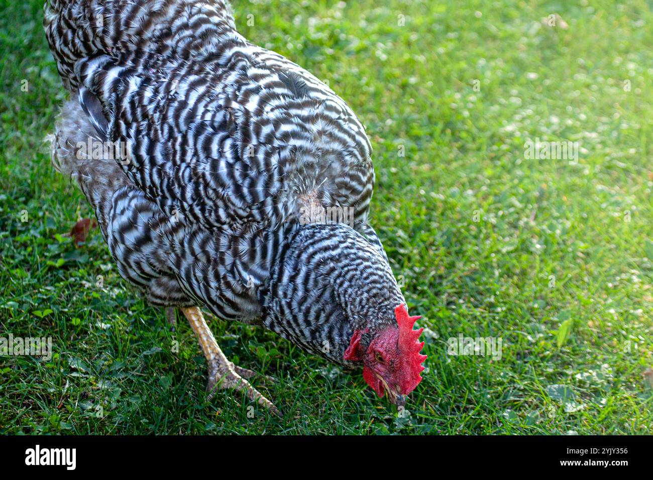 A "Amrock", chicken breed. Black and white colored chicken in a bavarian backyard / garden ...