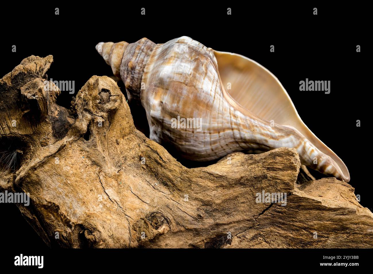A beautiful conch shell Trapezium fascilarium resting on a piece of ...