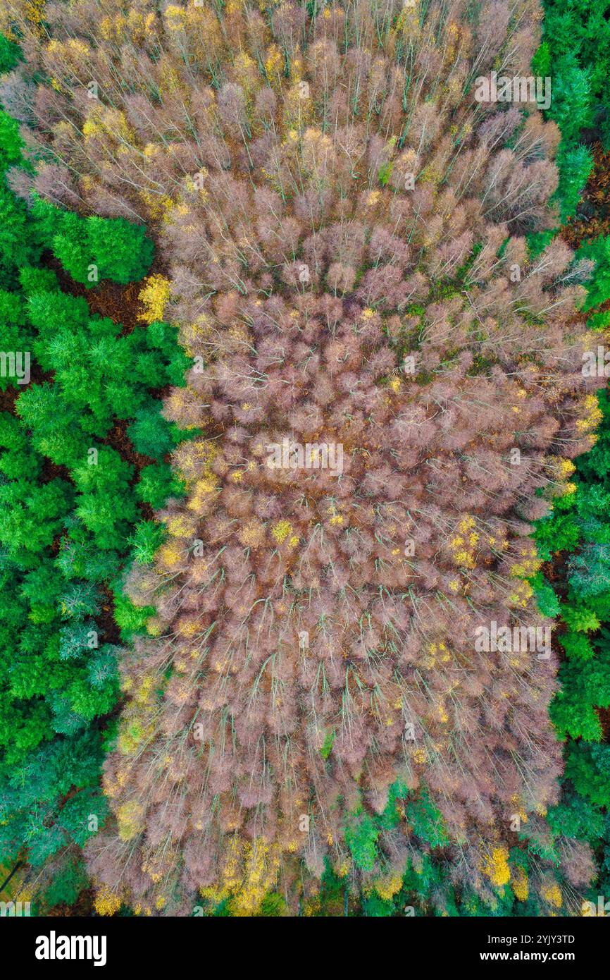 aerial view of a mixed coniferous and deciduous forest in autumn ...