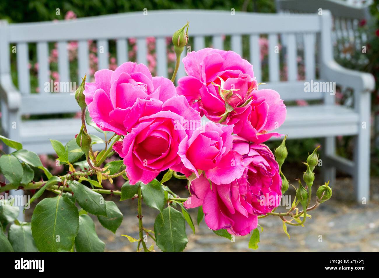 Roses and a bench hi-res stock photography and images - Alamy