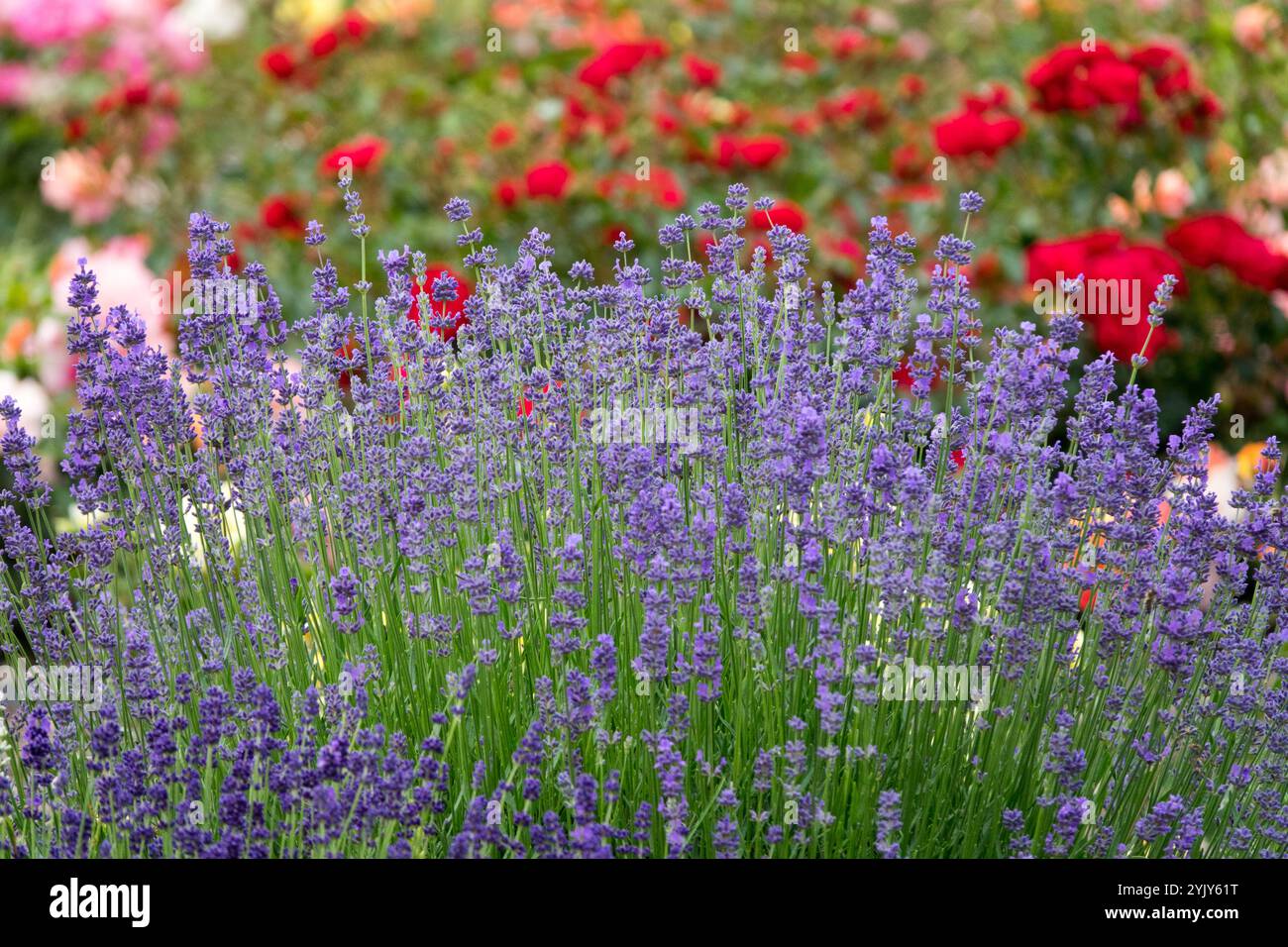 True English Lavender Lavandula angustifolia Lavenders, Aromatic Scent ...