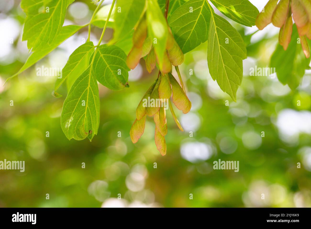 Acer negundo in the fall. Seed pods of box elder (Acer negundo) in the ...
