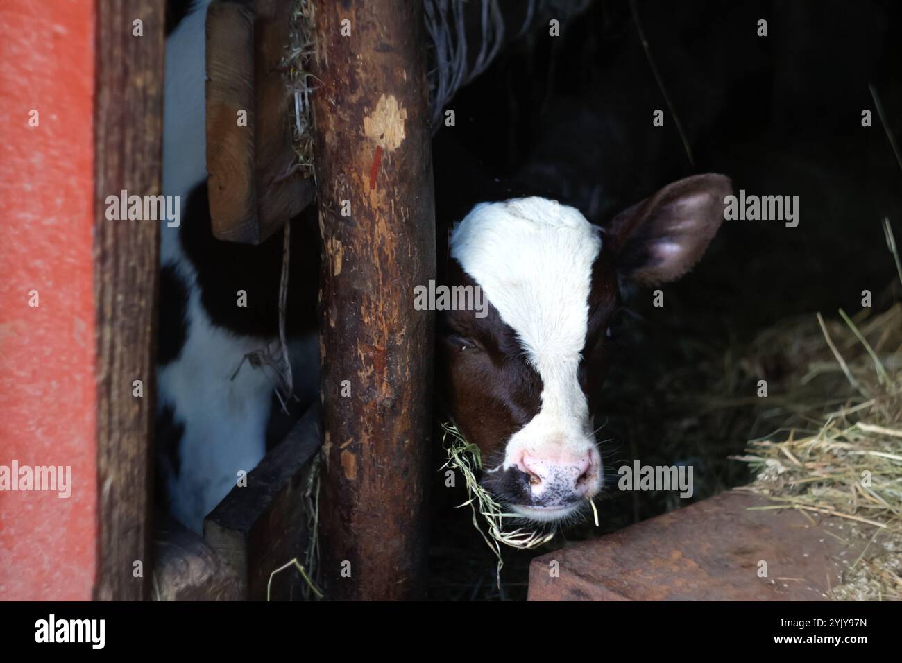 A cow chewing on fresh hay with visible teeth, standing near a young ...