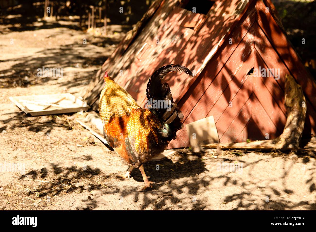 Rooster, vibrant colors, casting long shadows in a bright, sunlit yard ...