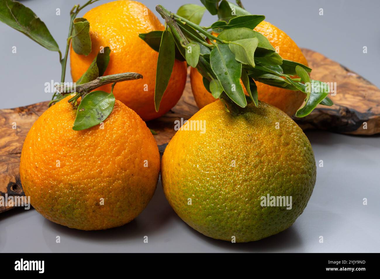 Fresh ripe sweet organic Spanish mandarins citrus fruits with leaves ...