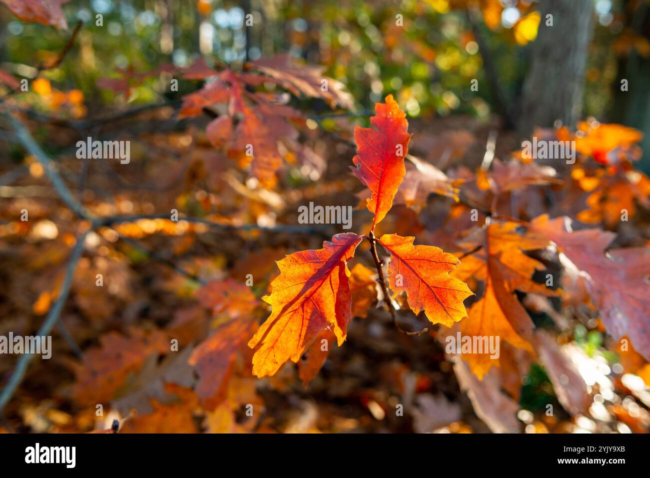 Fall of leaves in autumn, colorful american oak tree leaves close up in ...
