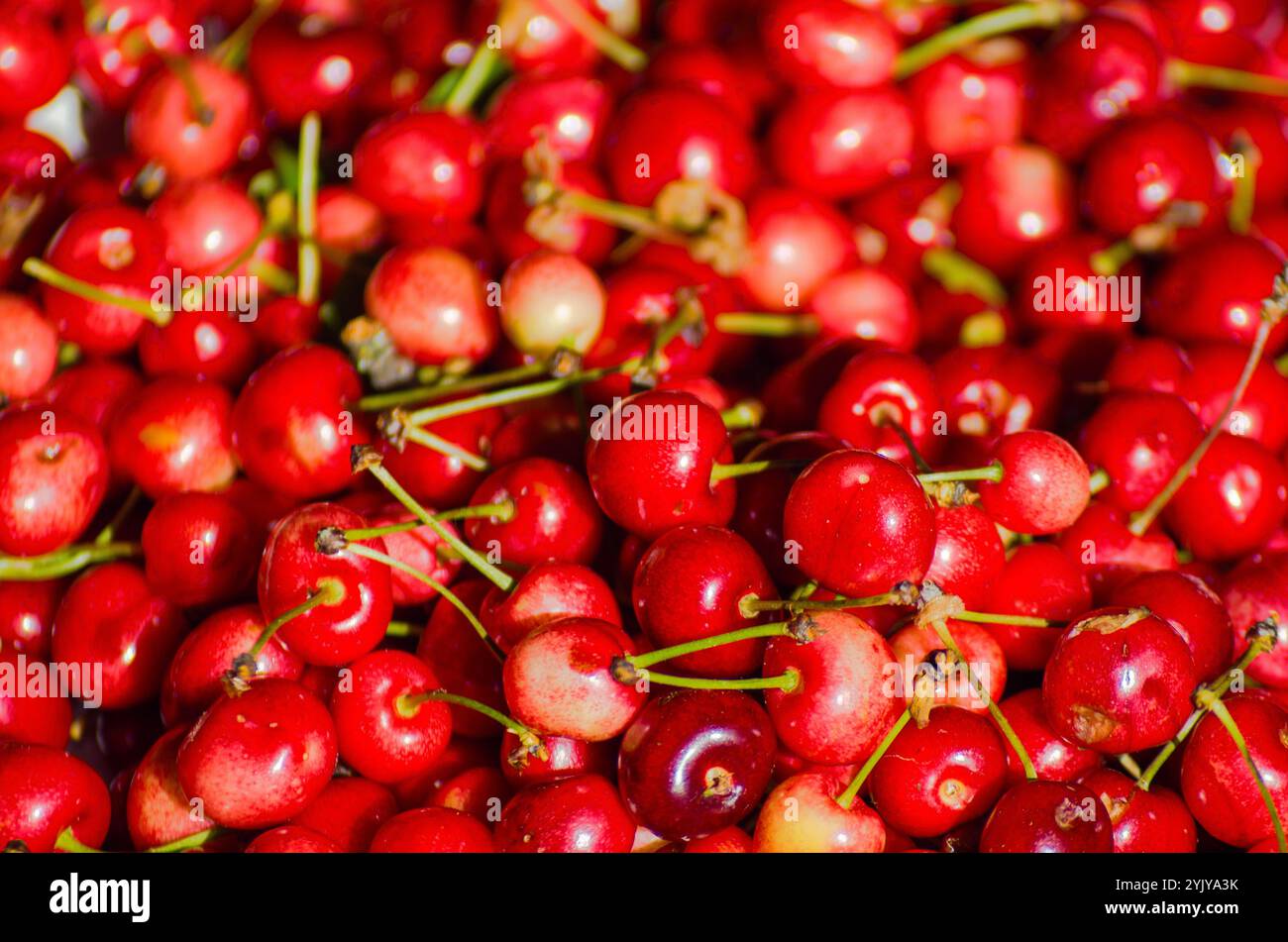 pile of organically grown cherries, texture for fruit design ...