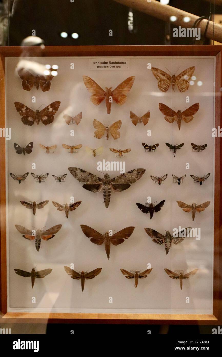 Innsbruck, Austria - September 30 2024: Display of Alpine Butterfly and ...