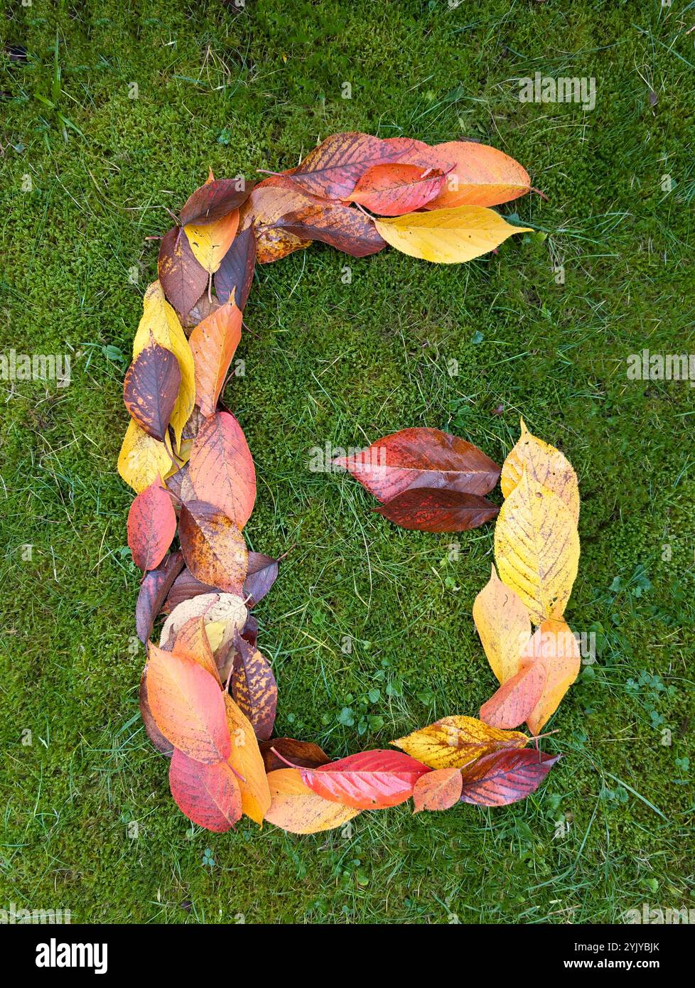 The letter G formed from colorful autumn leaves on green background ...
