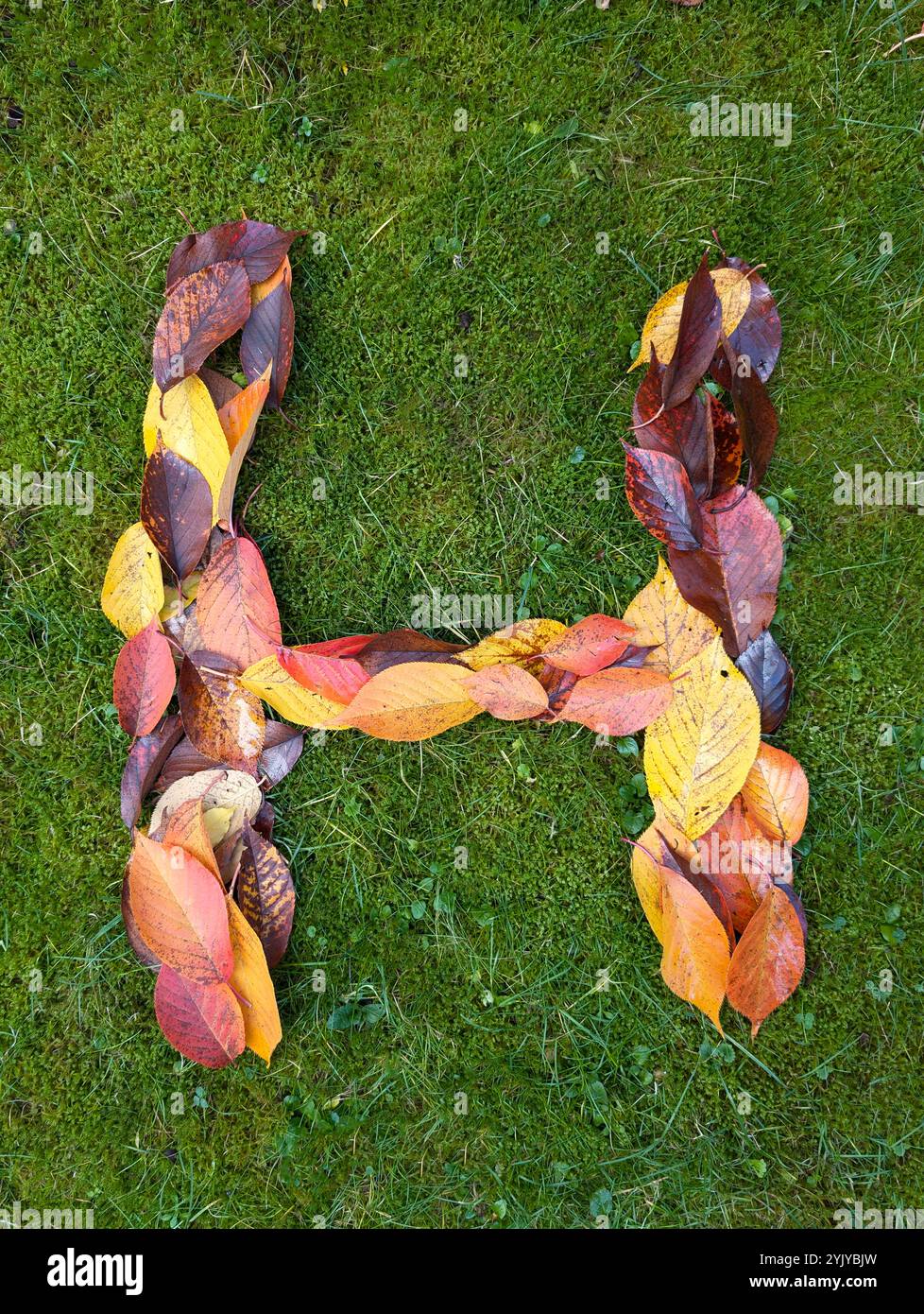 The letter H formed from colorful autumn leaves on green background ...