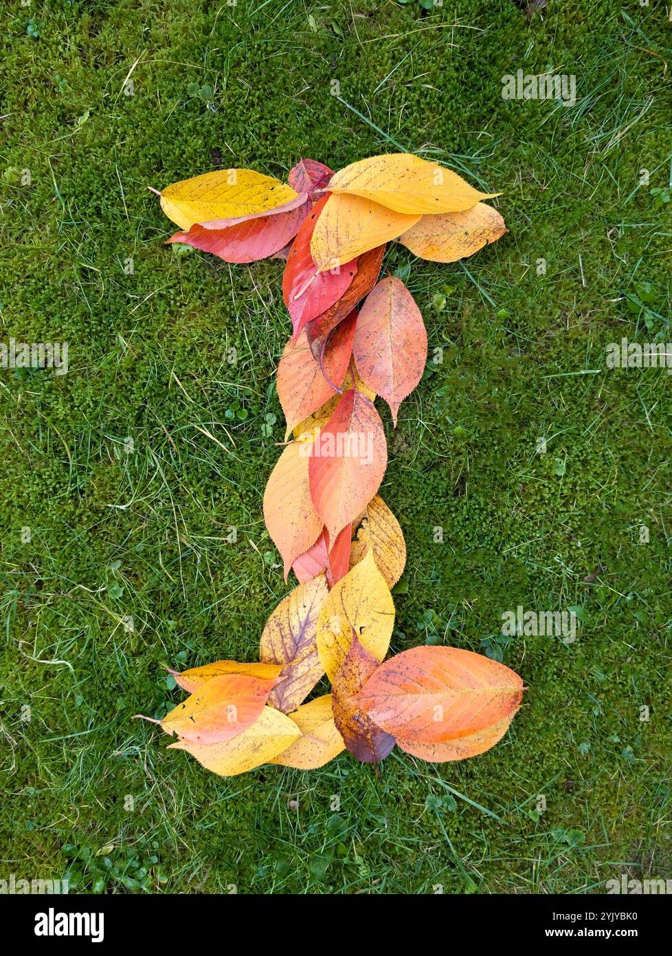 The letter I formed from colorful autumn leaves on green background ...