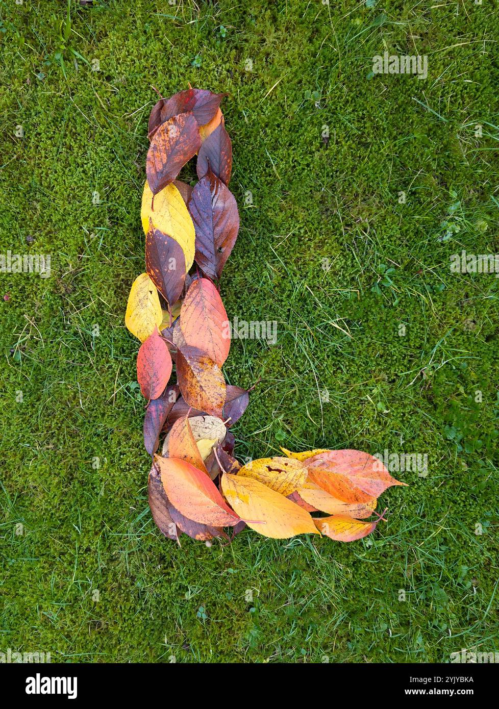 The letter L formed from colorful autumn leaves on green background ...