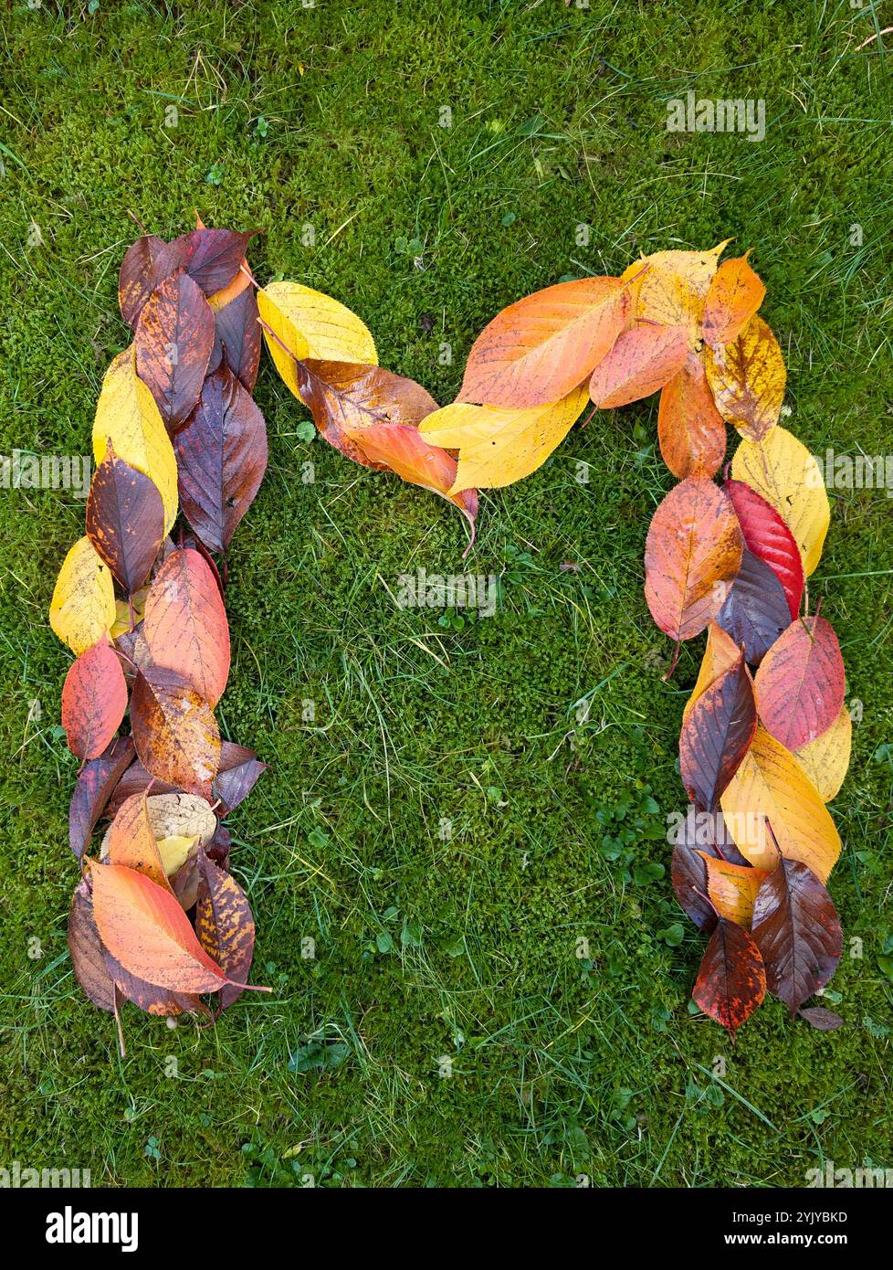 The letter M formed from colorful autumn leaves on green background ...