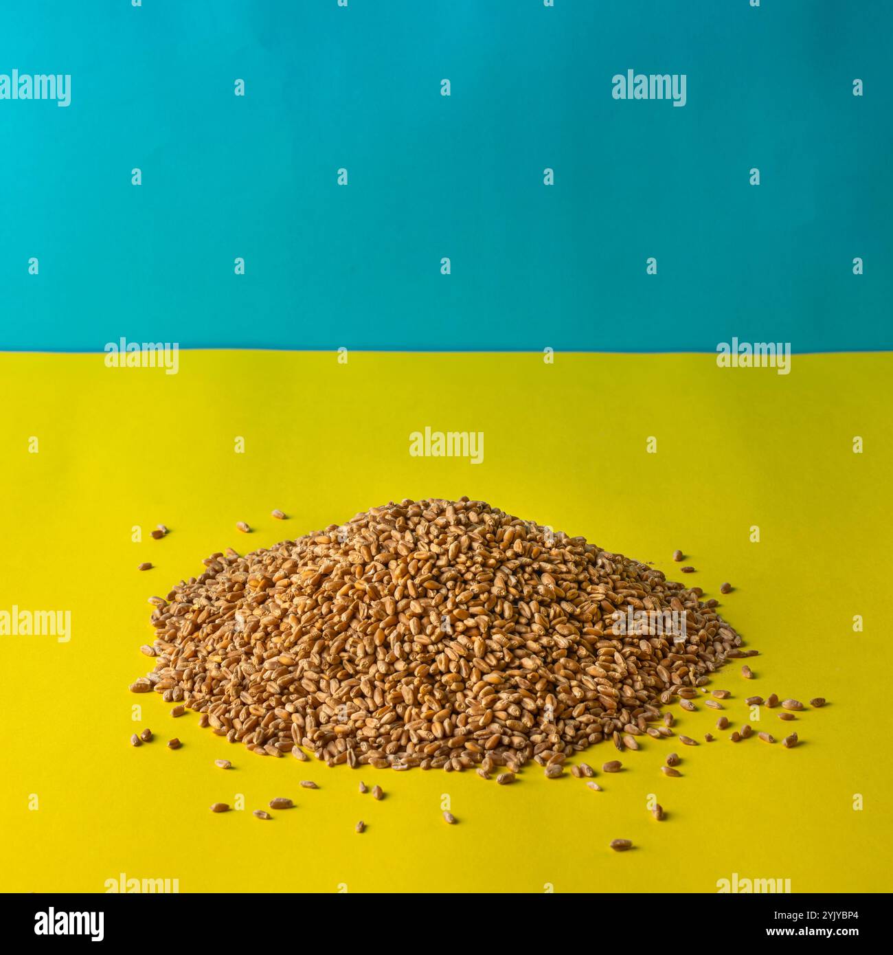 Pile of wheat grains isolated on colored background, Ukrainian flag ...