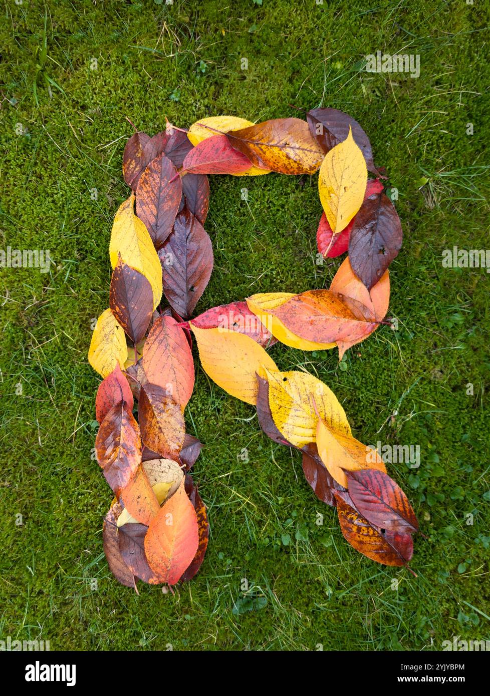 The letter R formed from colorful autumn leaves on green background ...