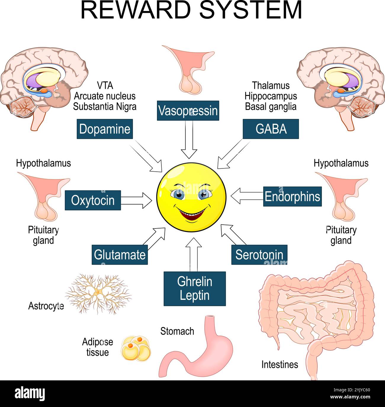 Reward system. Internal organs and Neurotransmitter. Brain reward ...