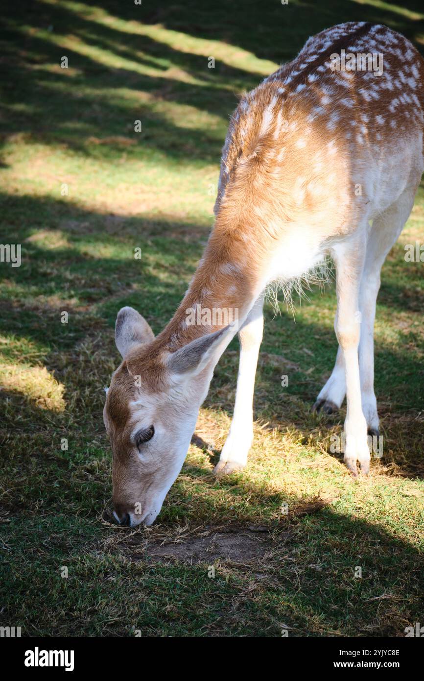 Spotted female fallow deer hi-res stock photography and images - Alamy