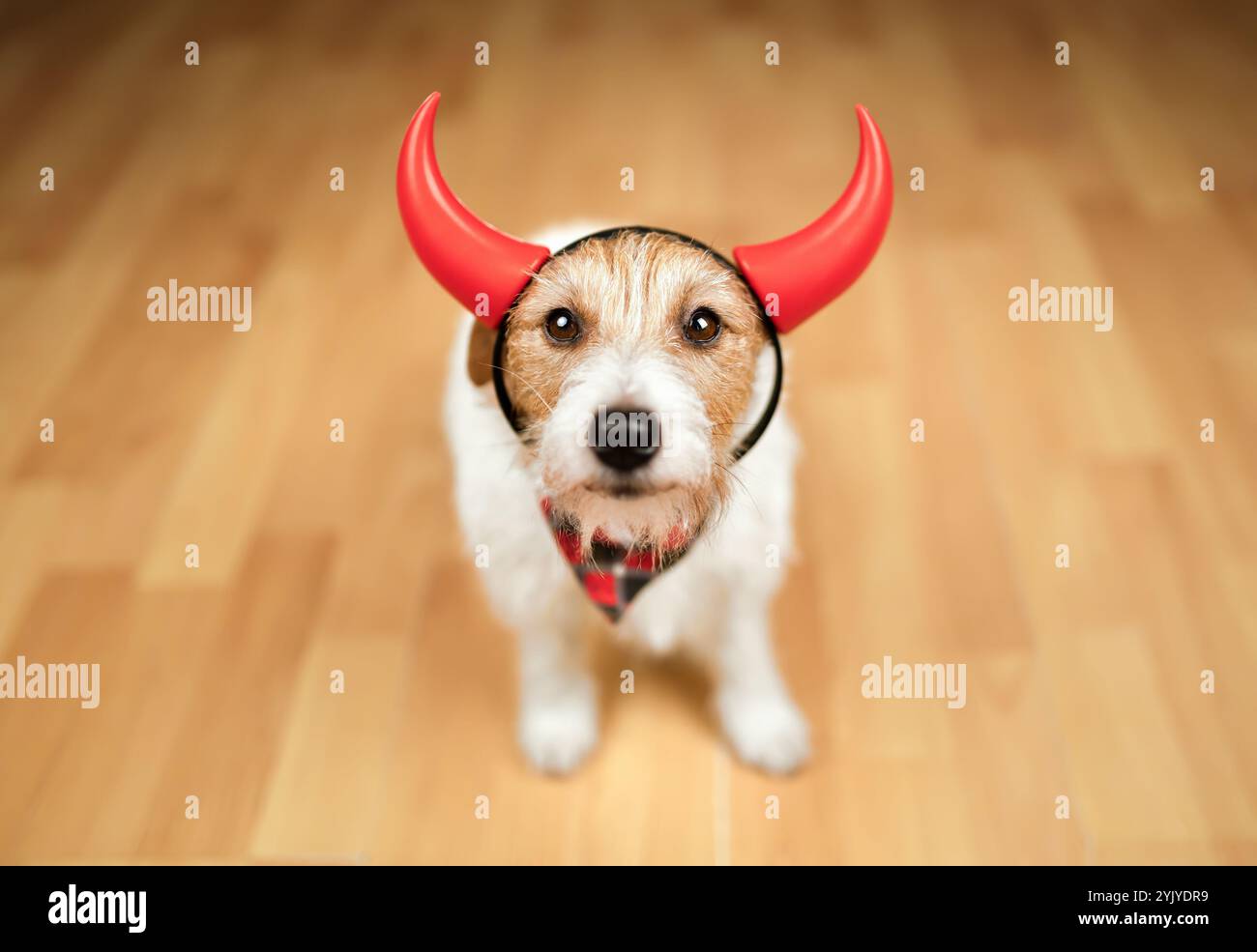 Face of a cute naughty jack russell terrier pet dog with halloween ...