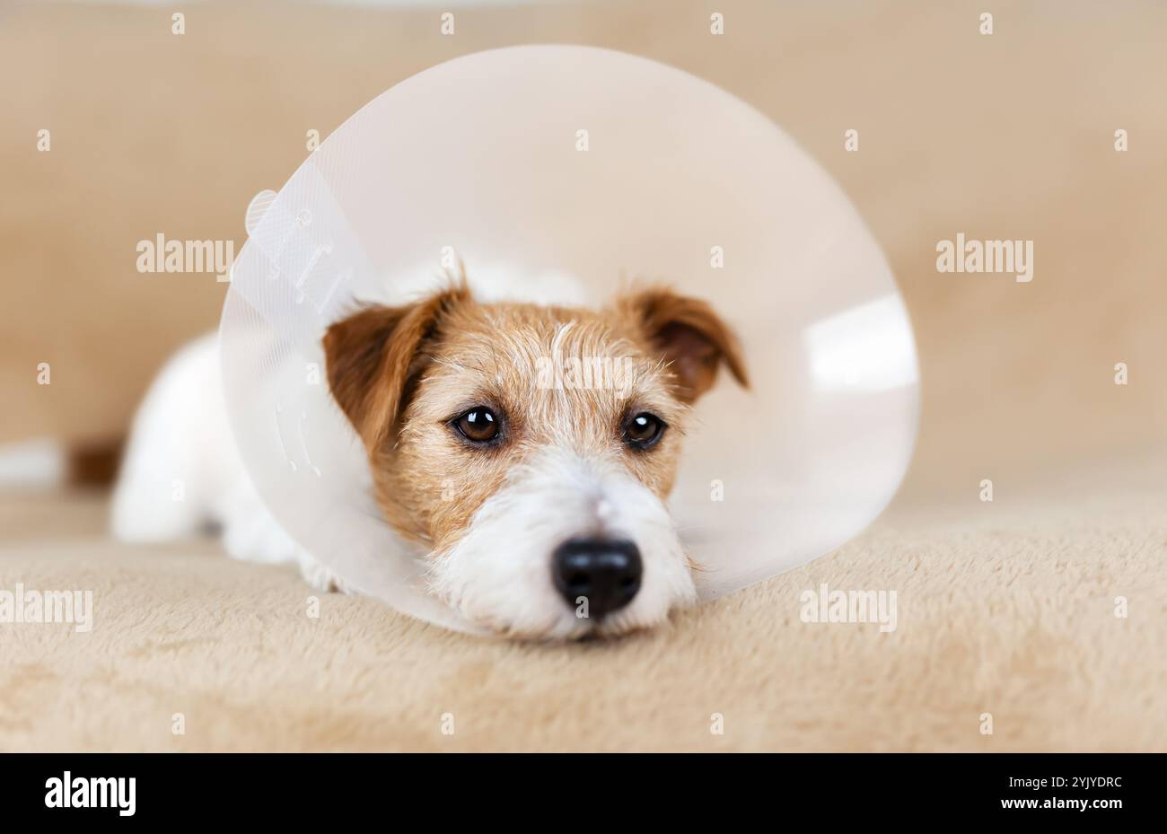 Veterinary funnel hi-res stock photography and images - Alamy