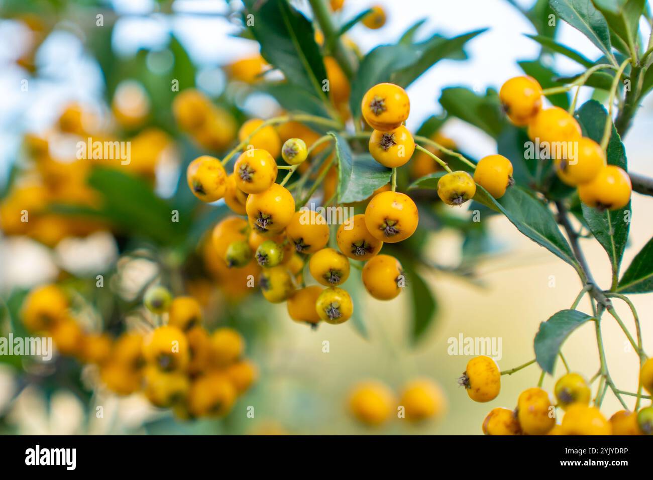 Fire thorn fruits hi-res stock photography and images - Alamy