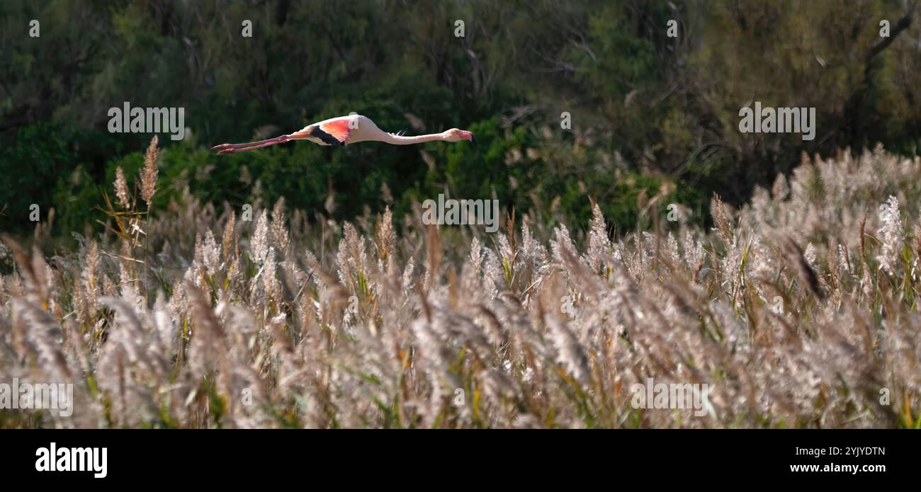 A field of reed in the Camargue and a flying flamingo (Phoenicopteridae ...