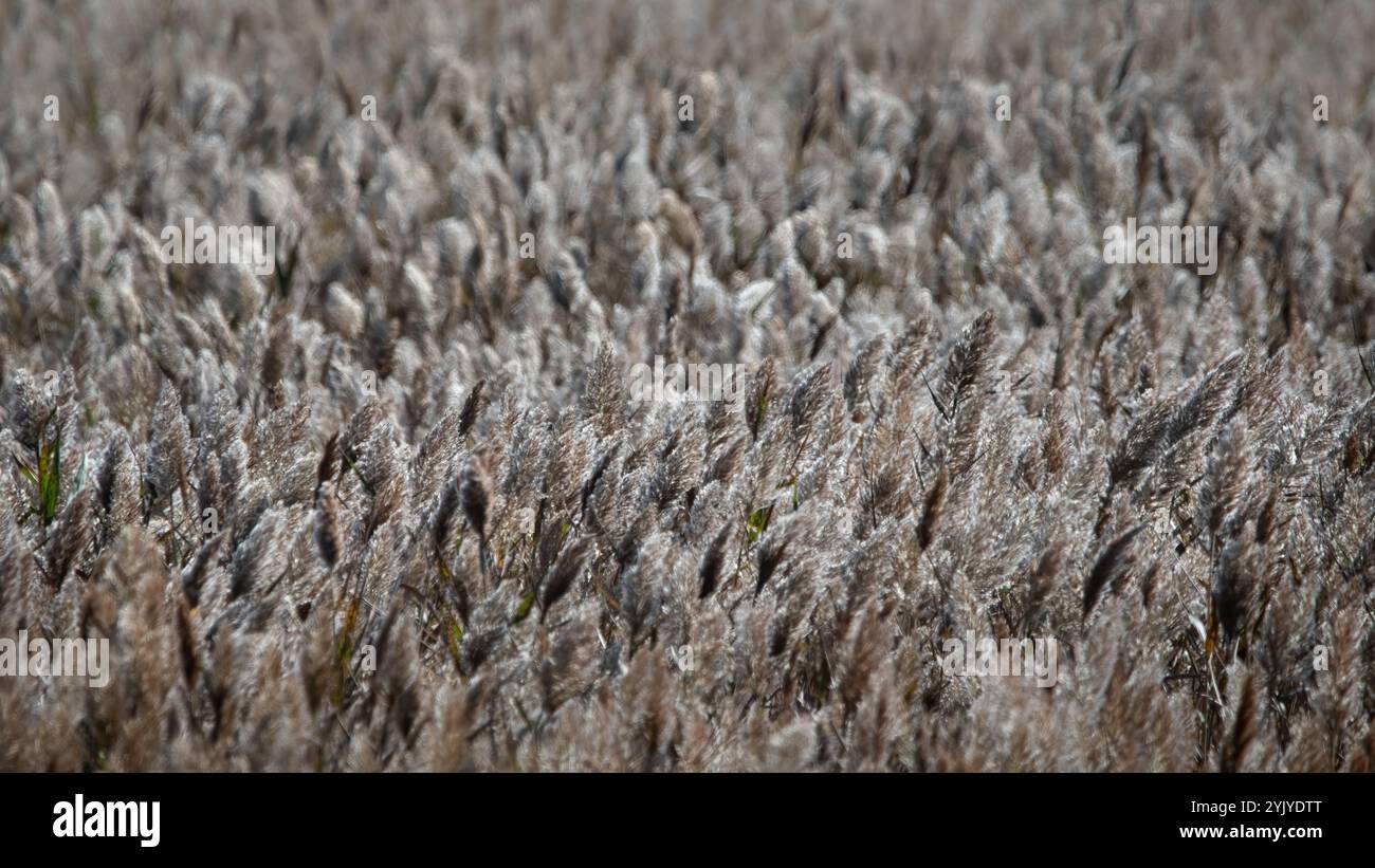 Tall reeds frame hi-res stock photography and images - Alamy
