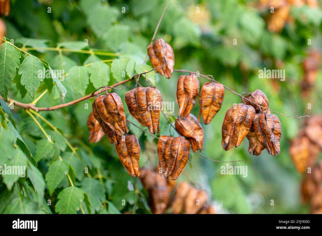 Seed pods and leaves of Golden Rain Tree, Koelreuteria paniculata Stock ...