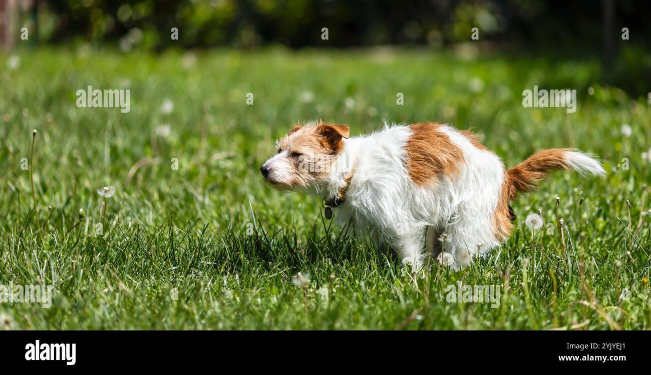 Dog doing toilet in the grass. Pooping, defecating, pet excrement ...