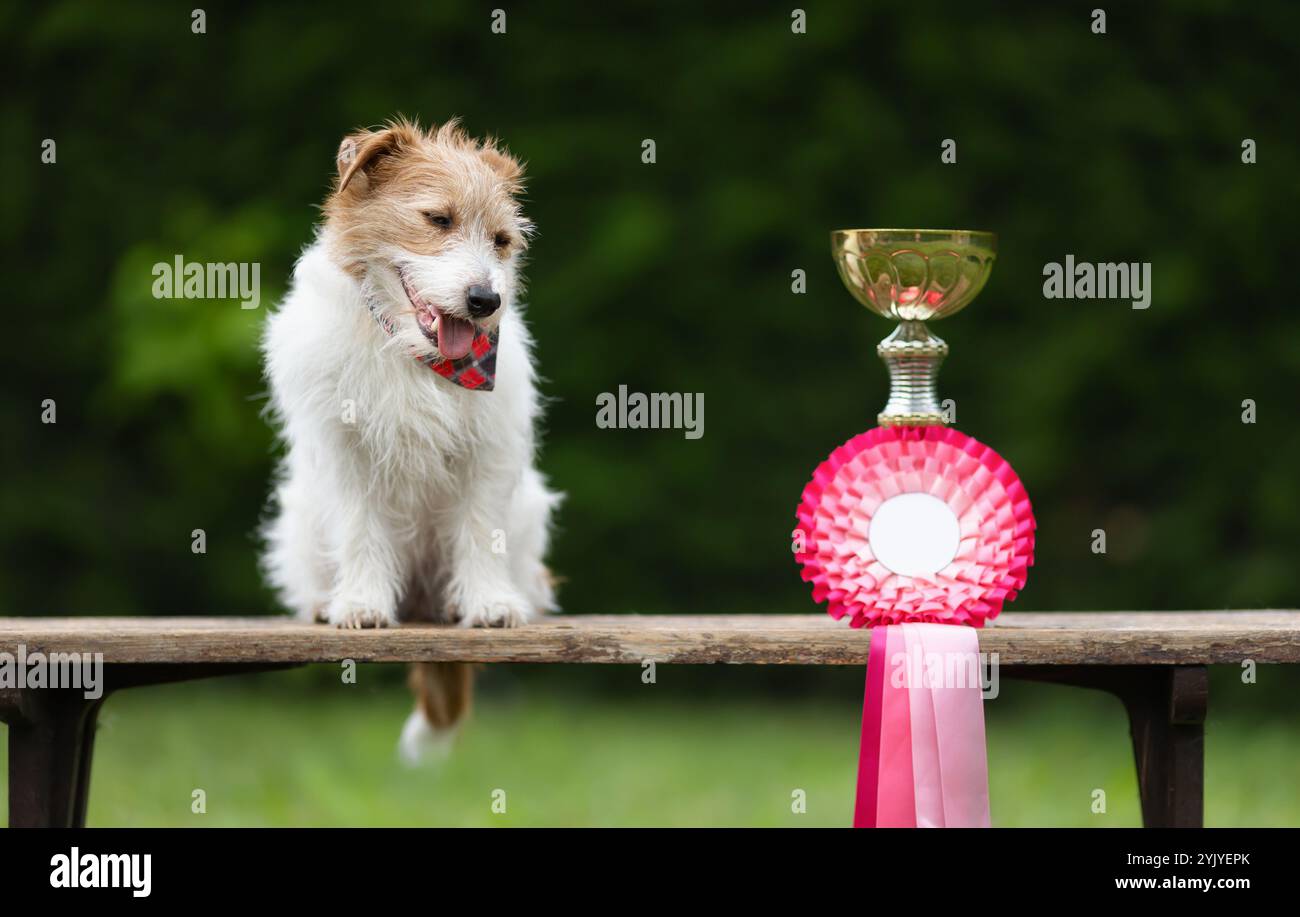 Successful show dog hi-res stock photography and images - Alamy