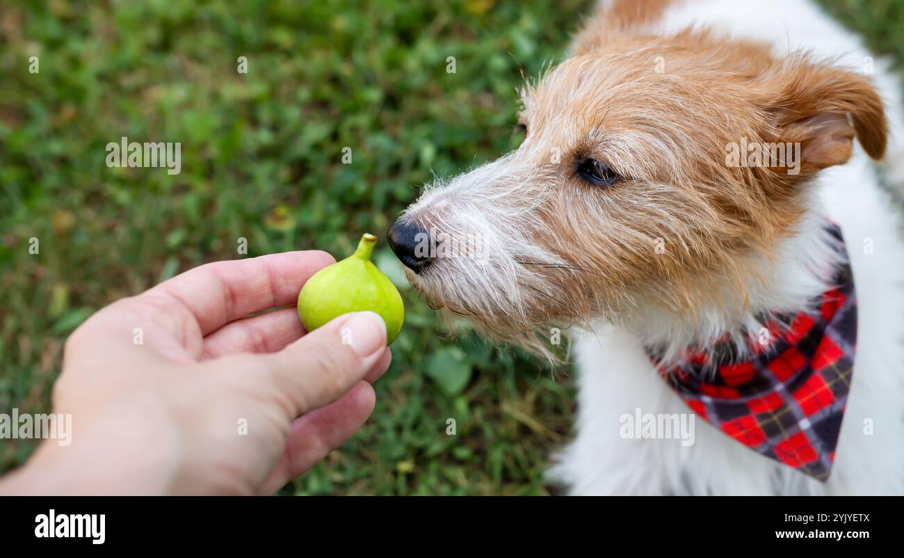 Dog smelling a green fig in the grass. Pet eating, feeding with natural ...