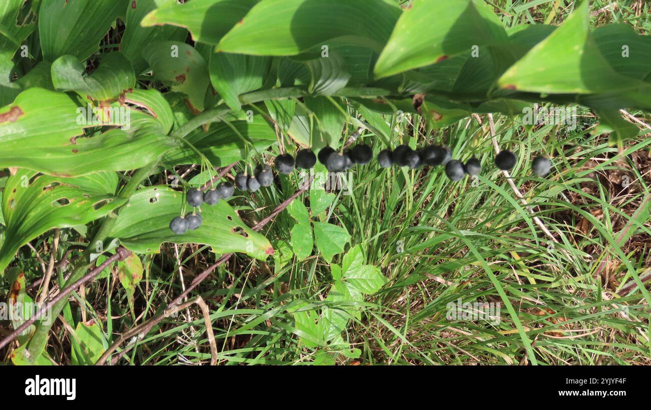 giant Solomon's seal (Polygonatum biflorum commutatum Stock Photo - Alamy