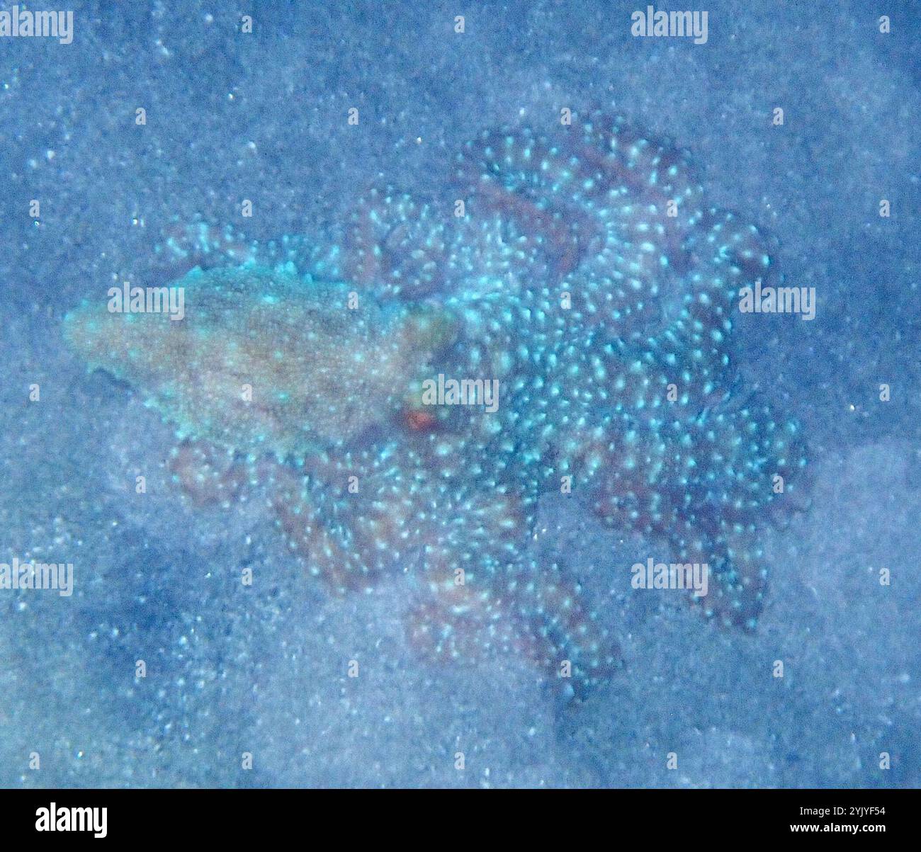 Callistoctopus ornatus hi-res stock photography and images - Alamy