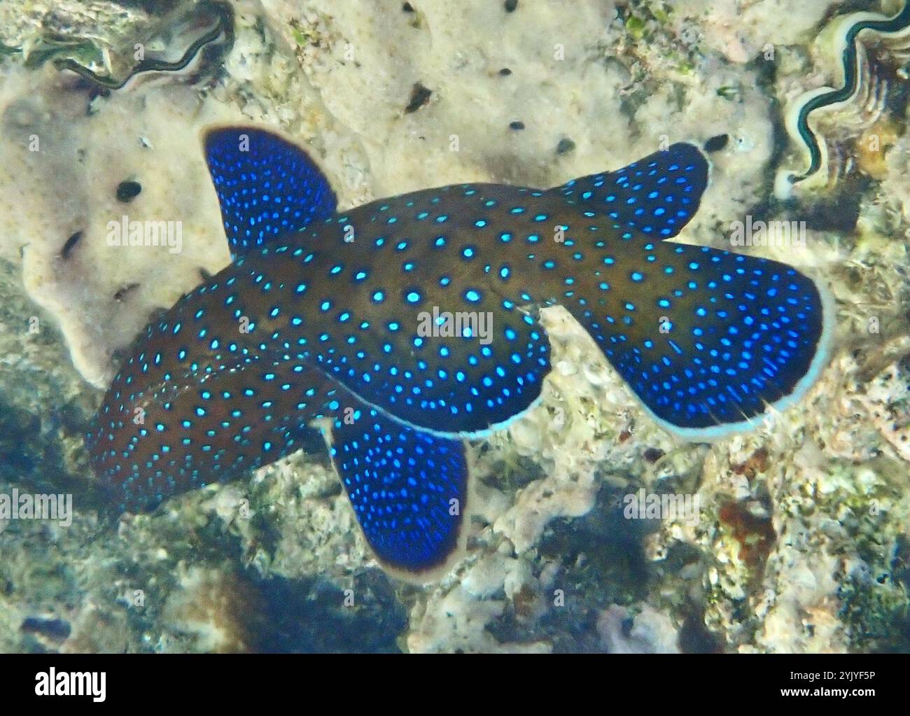 Peacock Grouper (Cephalopholis argus Stock Photo - Alamy