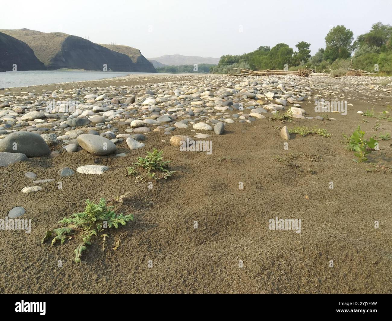 Jerusalem oak (Dysphania botrys Stock Photo - Alamy