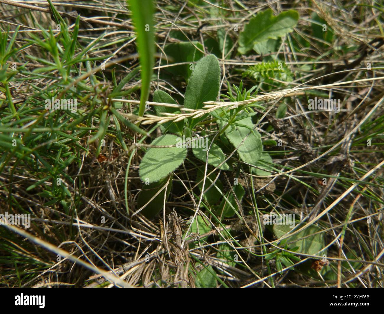 Spiked Speedwell (Veronica spicata Stock Photo - Alamy