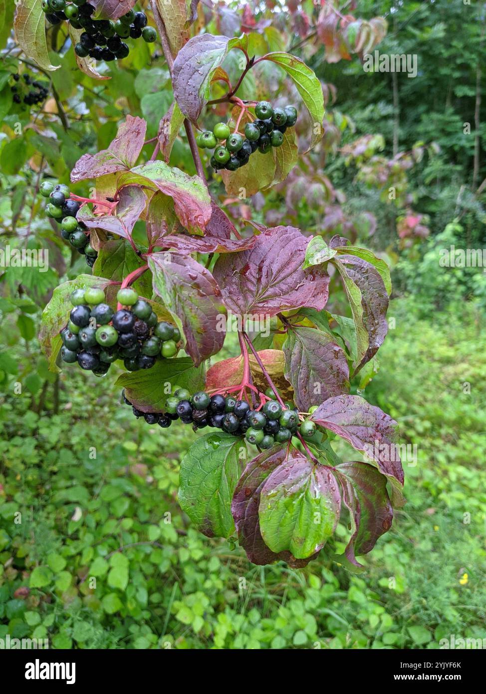 common dogwood (Cornus sanguinea Stock Photo - Alamy