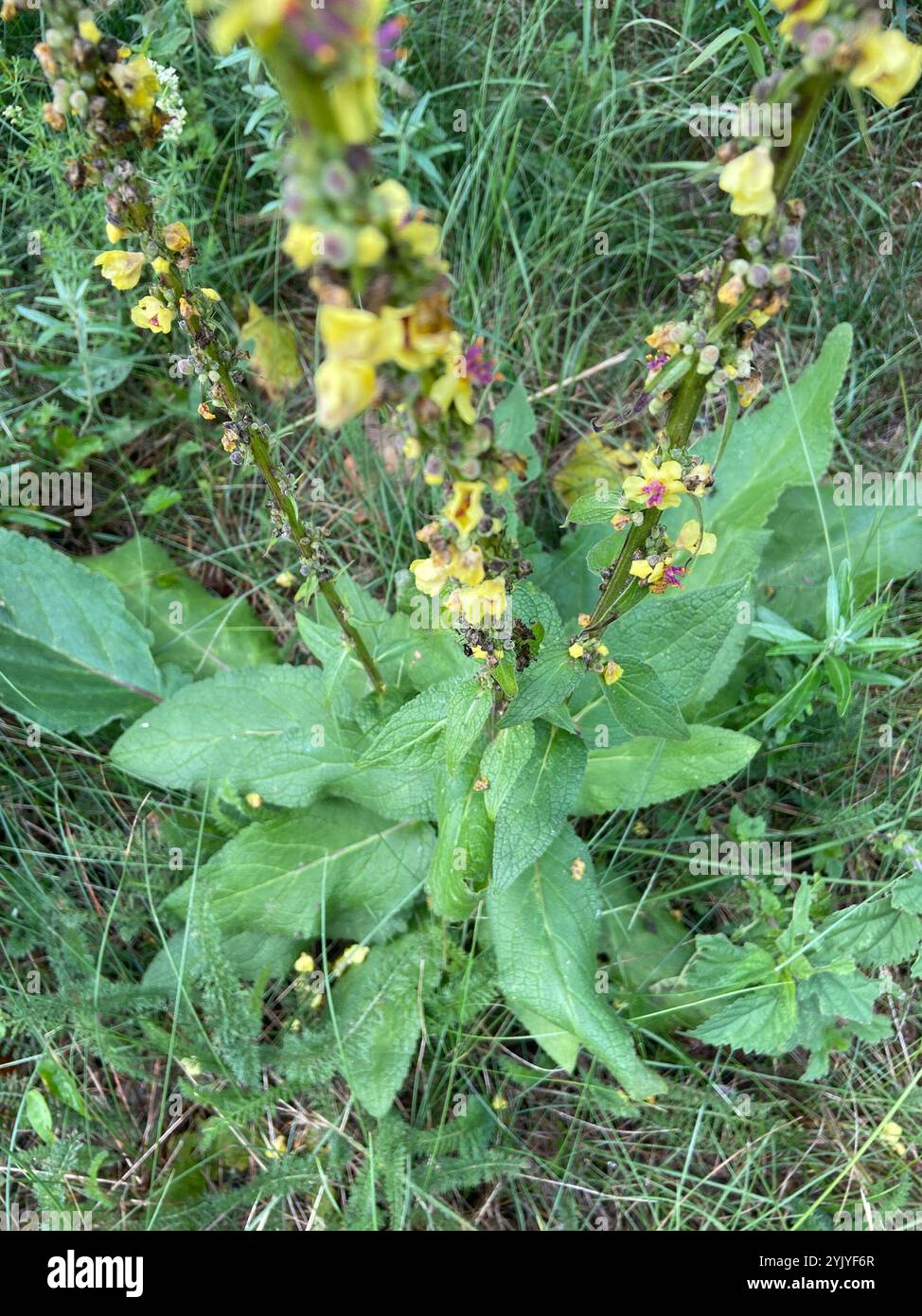 Dark Mullein (Verbascum nigrum Stock Photo - Alamy