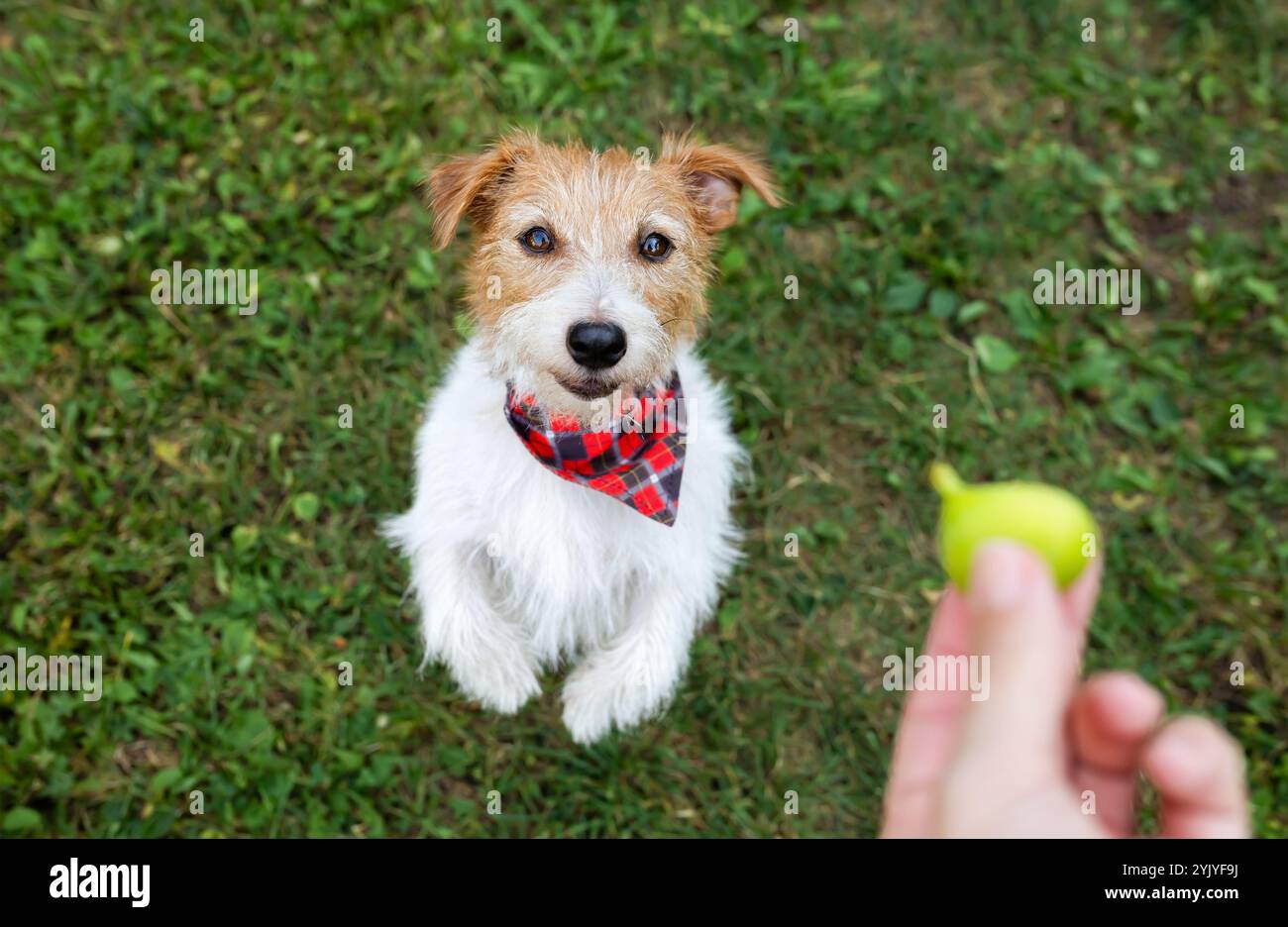 Hand giving a fig to a cute smiling begging dog in the grass. Pet ...