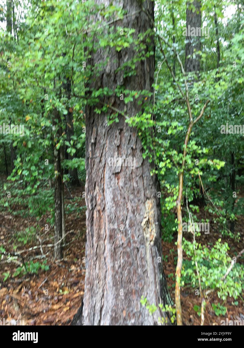 parsley hawthorn (Crataegus marshallii Stock Photo - Alamy