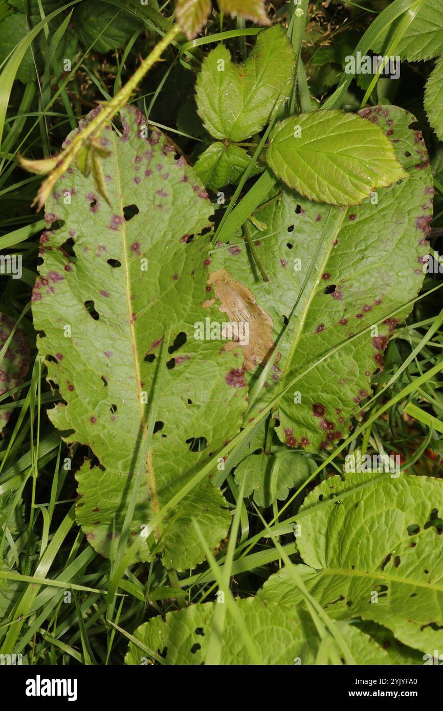 Red Dock Spot (Ramularia rubella Stock Photo - Alamy