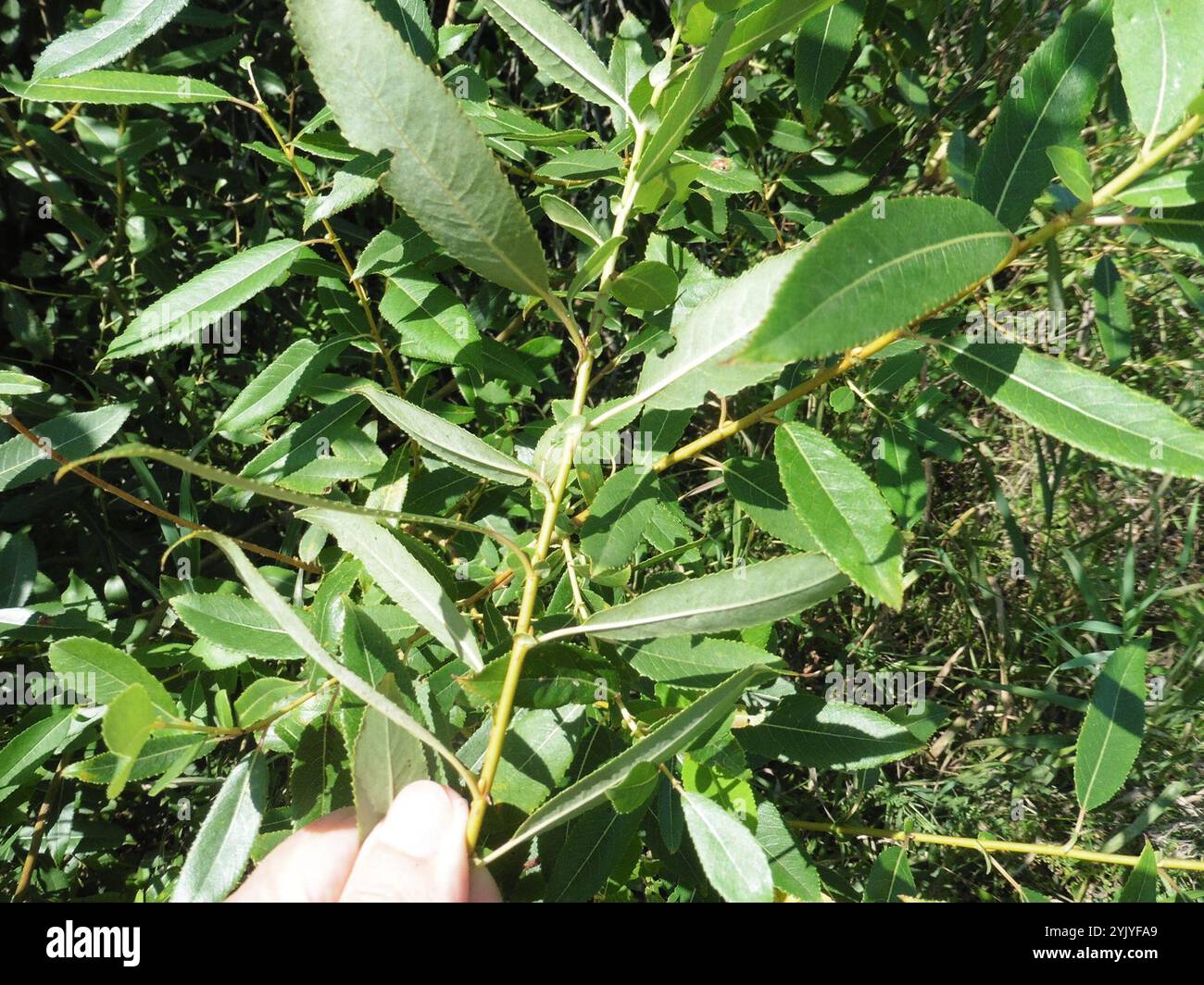 Almond willow (salix triandra) hi-res stock photography and images - Alamy