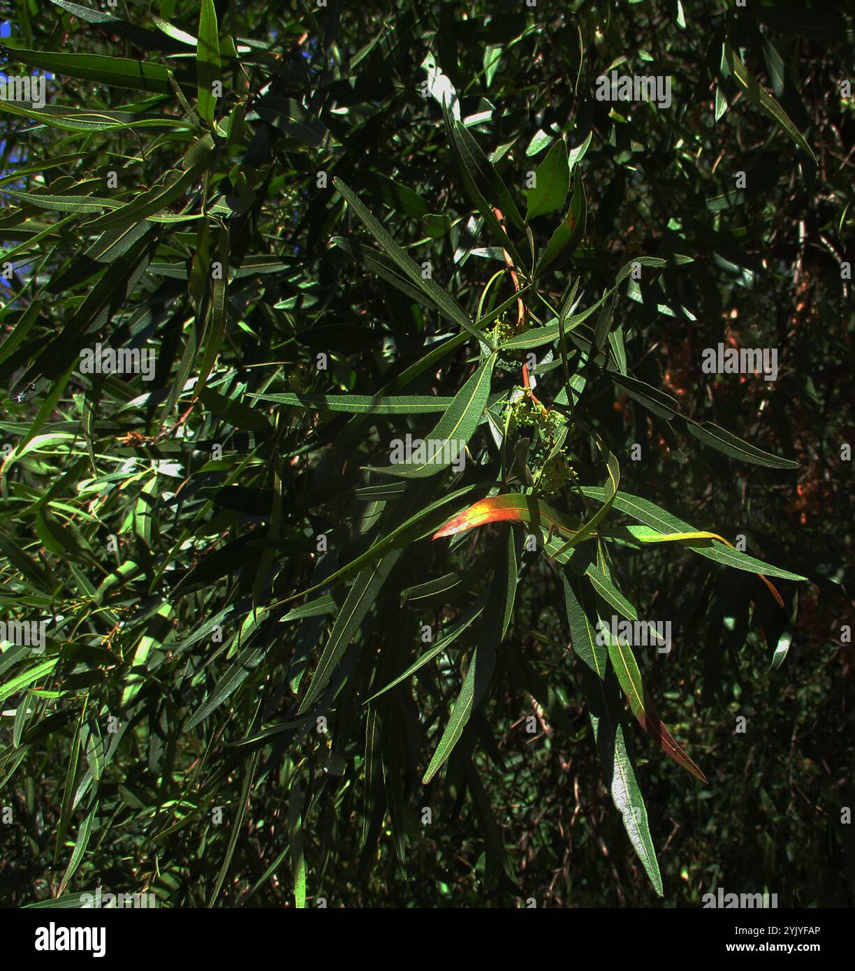 Searsia lancea hi-res stock photography and images - Alamy