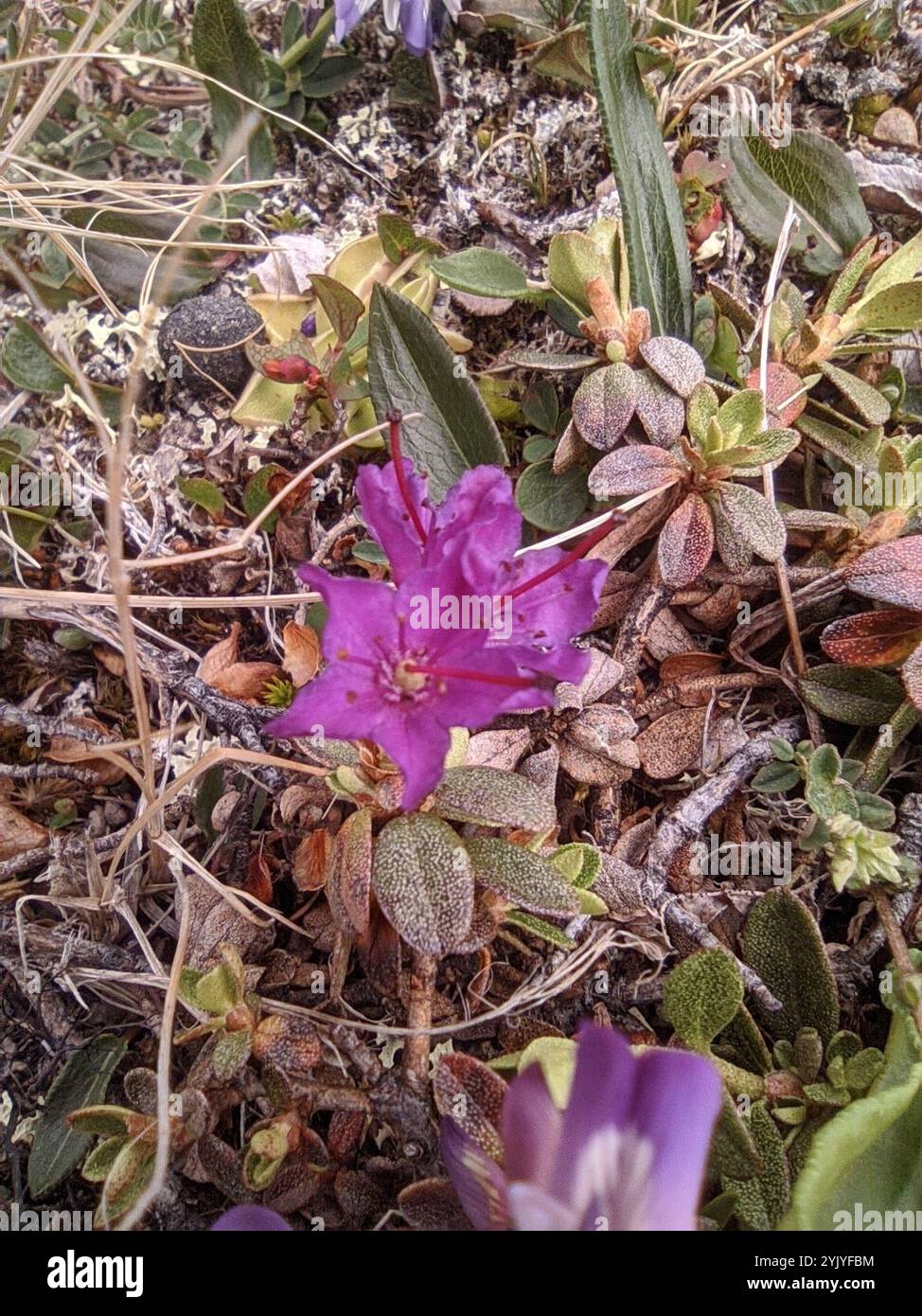 Rhododendron lapponicum hi-res stock photography and images - Alamy