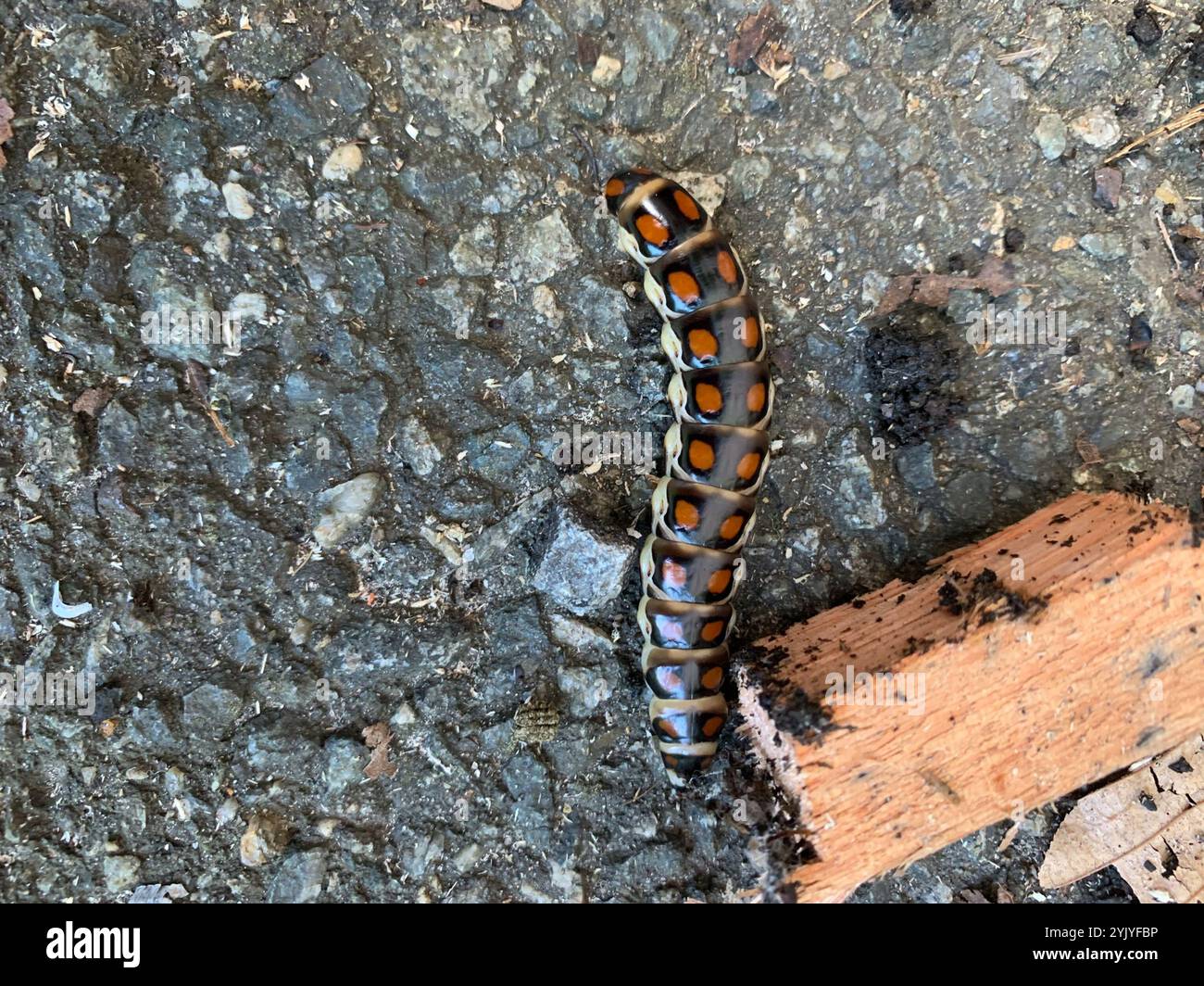 Phengodes hi-res stock photography and images - Alamy