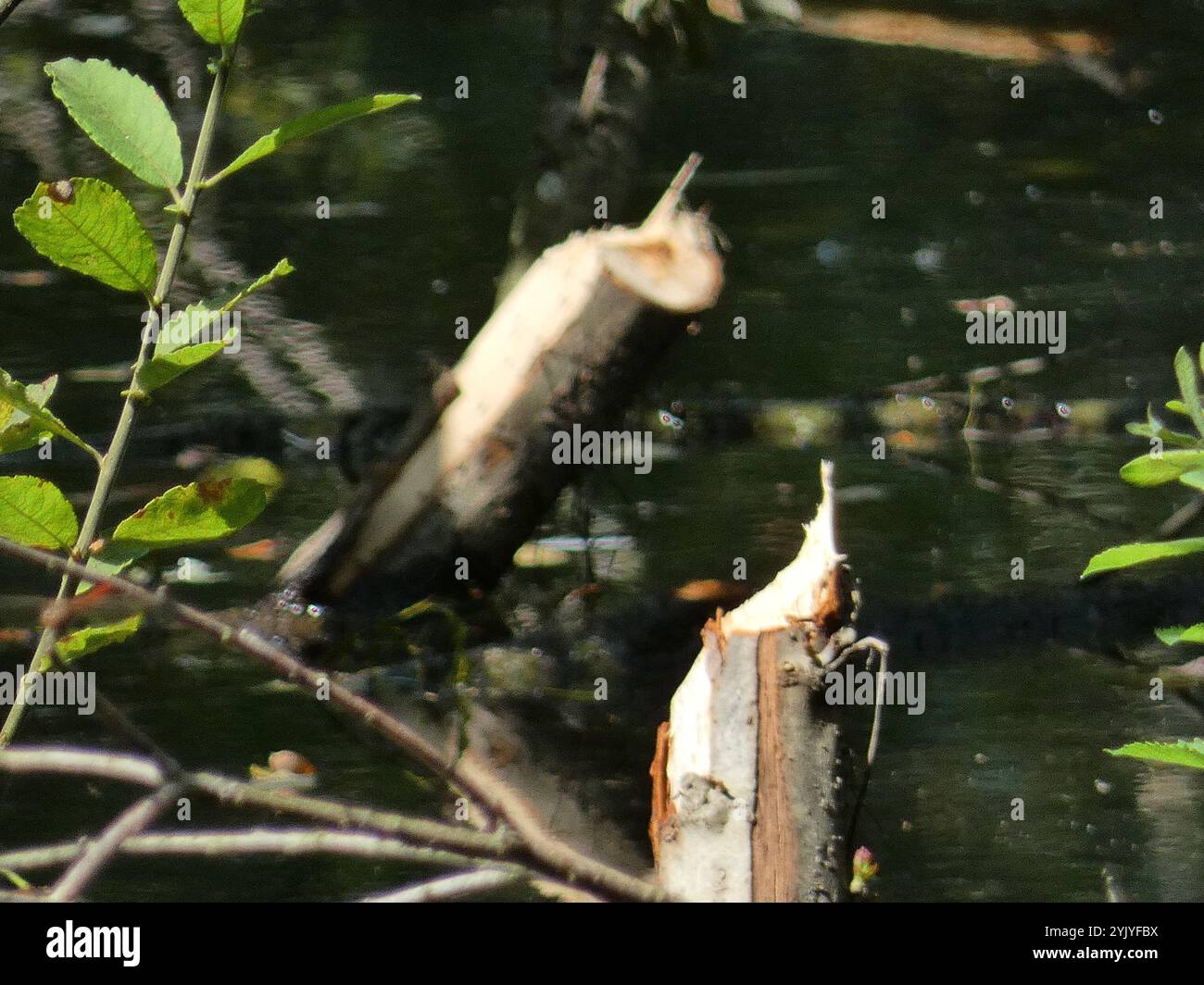 Eurasian Beaver (Castor fiber Stock Photo - Alamy