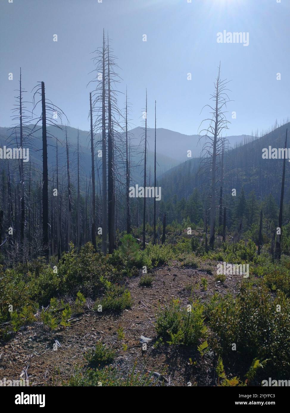 knobcone pine (Pinus attenuata Stock Photo - Alamy