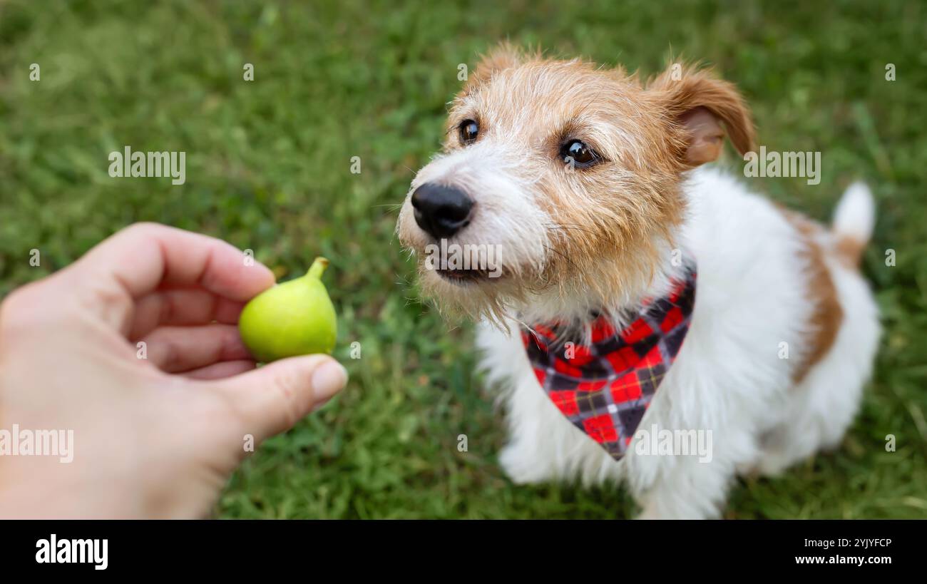 Hand giving a fig to a cute dog in the grass. Pet eating, feeding with ...