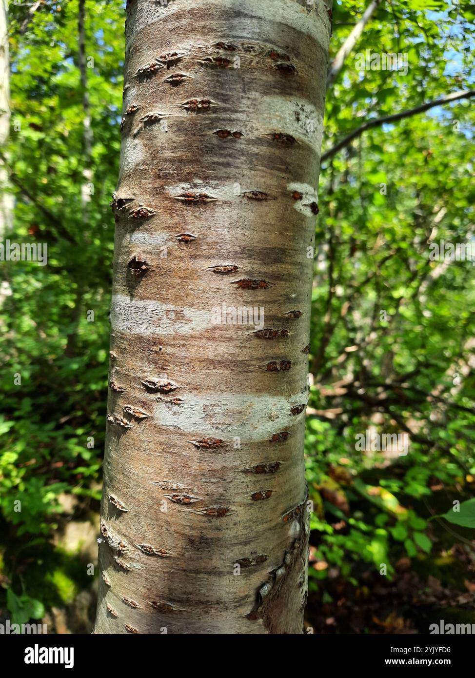 sweet birch (Betula lenta Stock Photo - Alamy