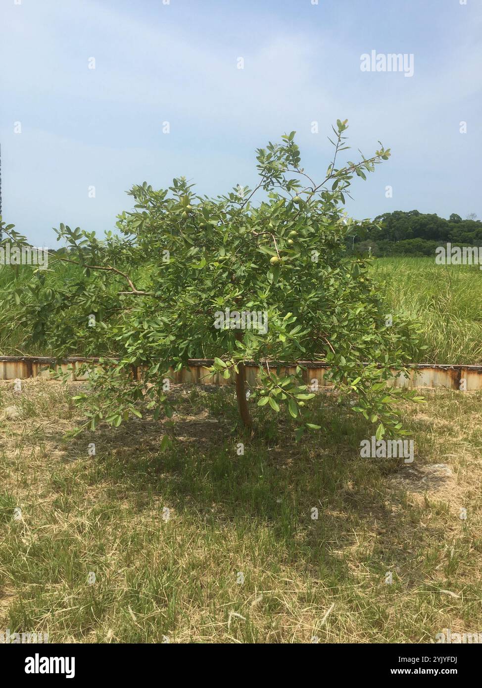 Common guava (Psidium guajava Stock Photo - Alamy